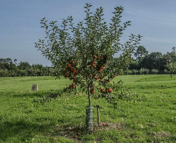 Will gardeners' efforts bear fruit? | cornish-times.co.uk