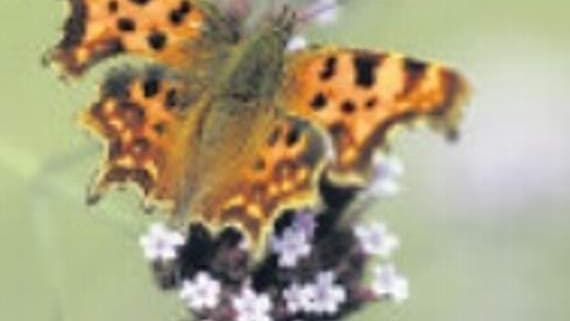 Flutter by, butterfly | cornish-times.co.uk