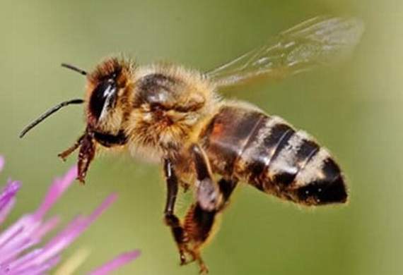 Sweet! Cornish bee pilot project | cornish-times.co.uk