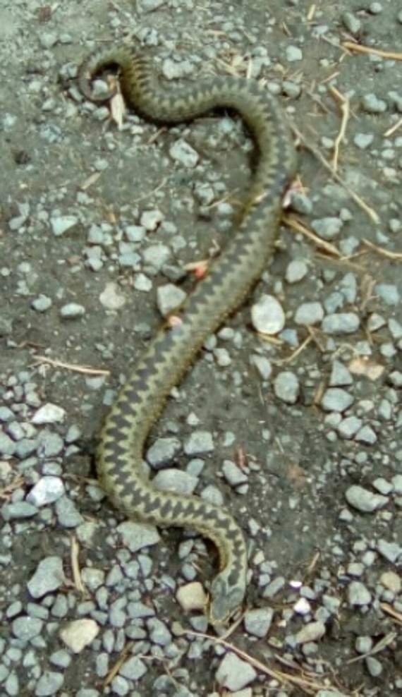 New snake warning | cornish-times.co.uk