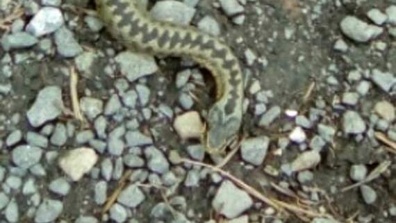 New snake warning | cornish-times.co.uk