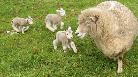 Warning after lamb attacks | cornish-times.co.uk