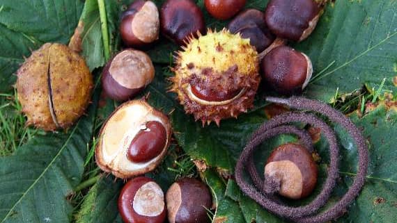 conker nut name