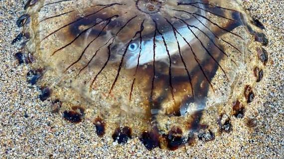 Rare Cornish beach sighting of a young fish inside a jellyfish ...