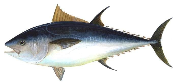 Bluefin tuna tagged for the first time in UK waters with acoustic ...