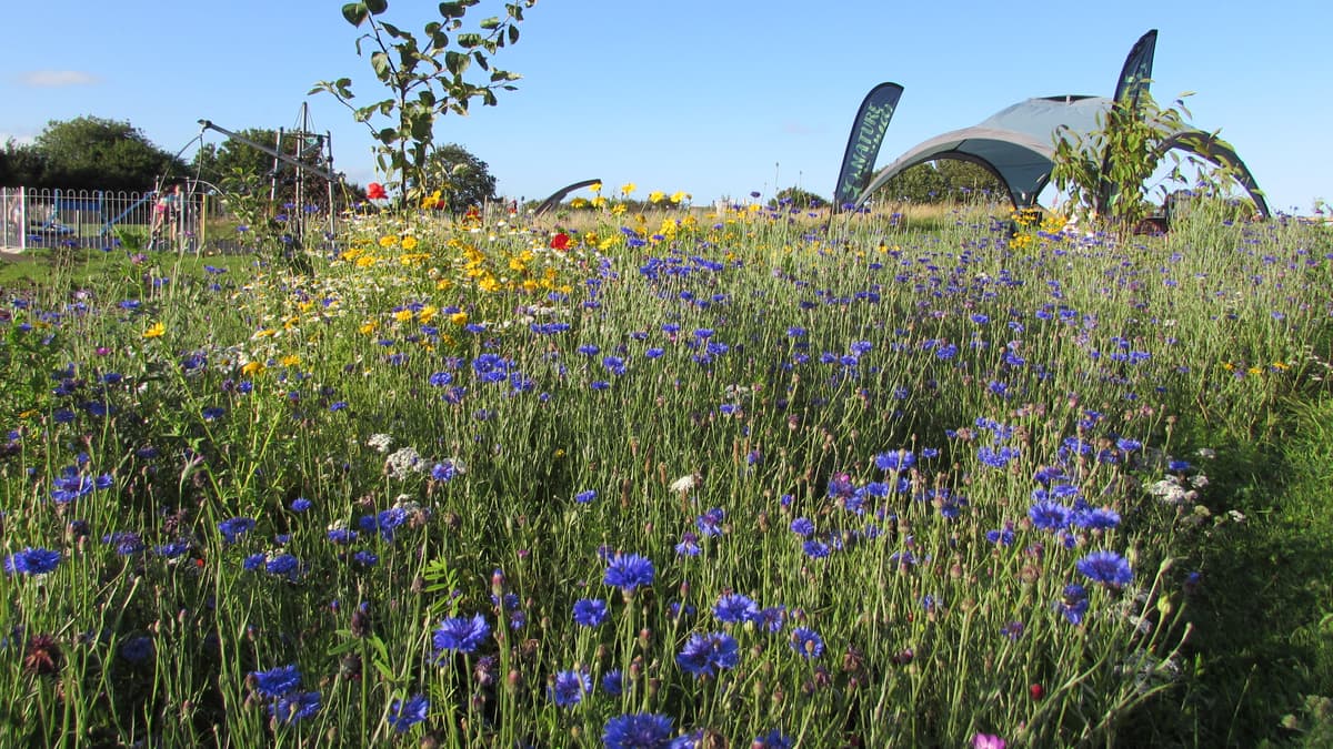 Small changes make a big difference as wildflowers and pollinators ...