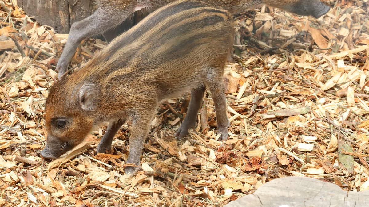 Joy as endangered warty pigs born at Newquay Zoo | cornish-times.co.uk