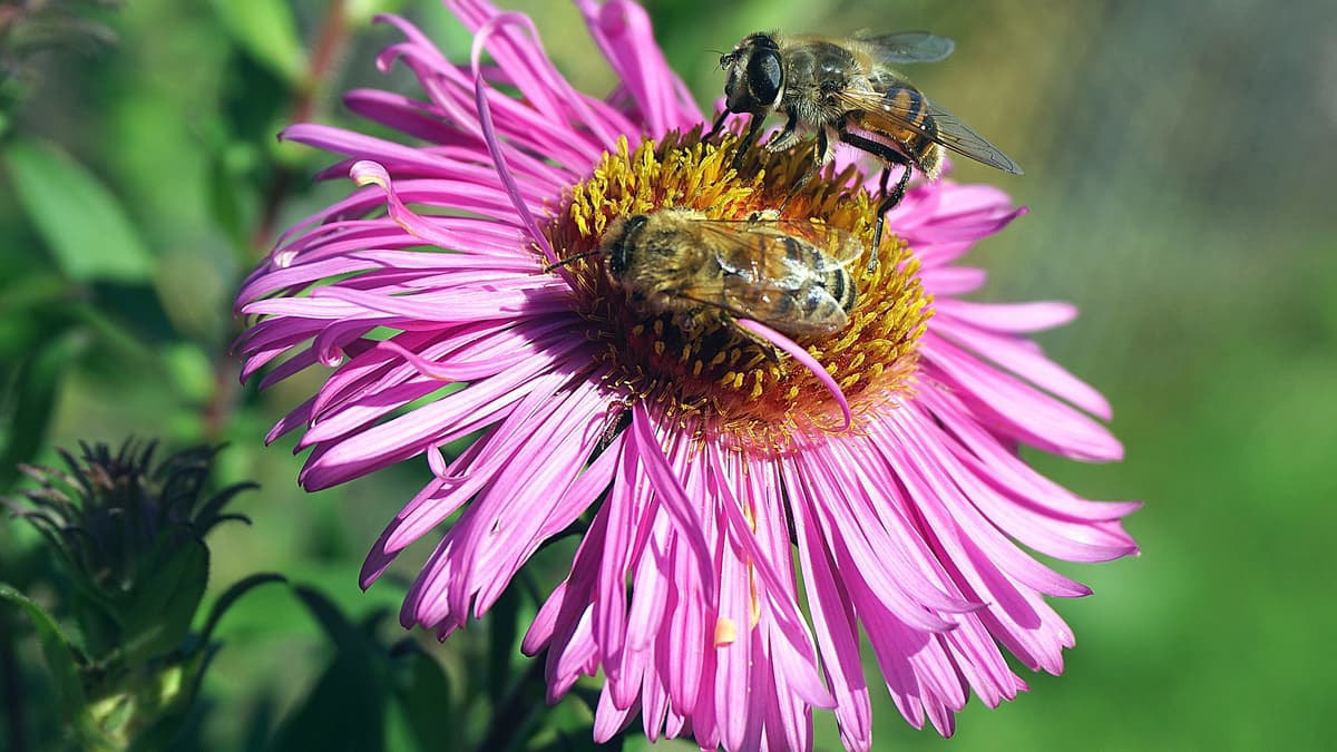 Gardeners can help boost pollinators | cornish-times.co.uk
