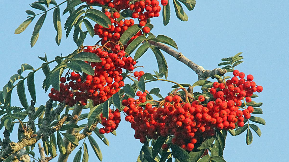 Nature watch with Ray Roberts | cornish-times.co.uk