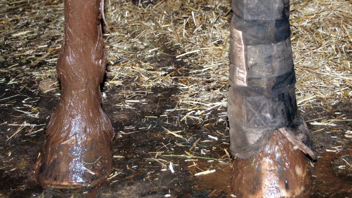 Should I be washing mud off every day? | cornish-times.co.uk