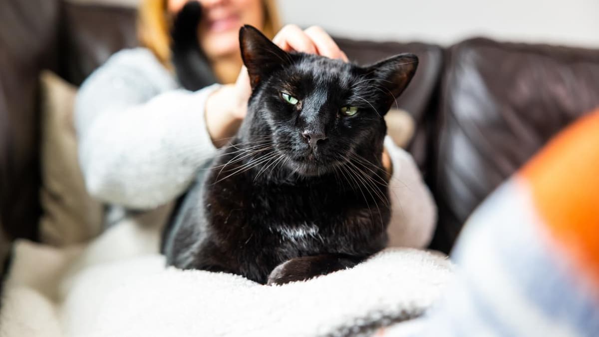 6 signs that you love your cat more than your partner | cornish-times.co.uk