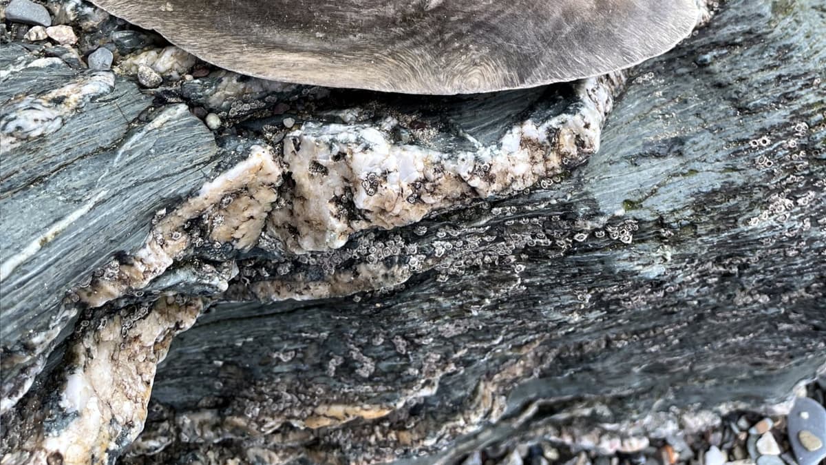 Rhinoceros horn discovered in historic smugglers’ cave in Polperro ...