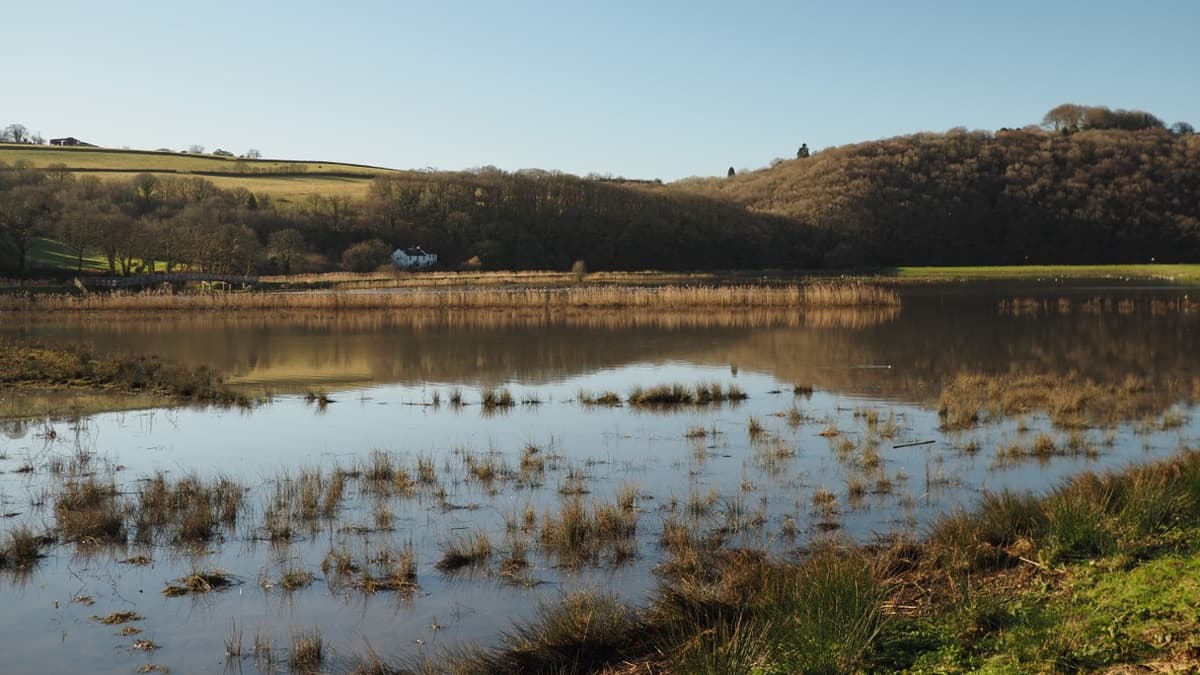 Future of new Calstock Wetlands assured with 20 year management ...