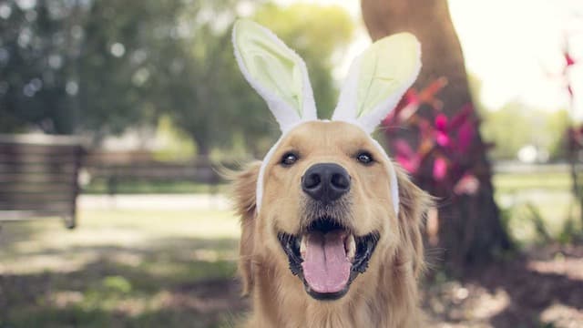 7 things to keep out of paws reach this Easter from Nutravet | cornish ...