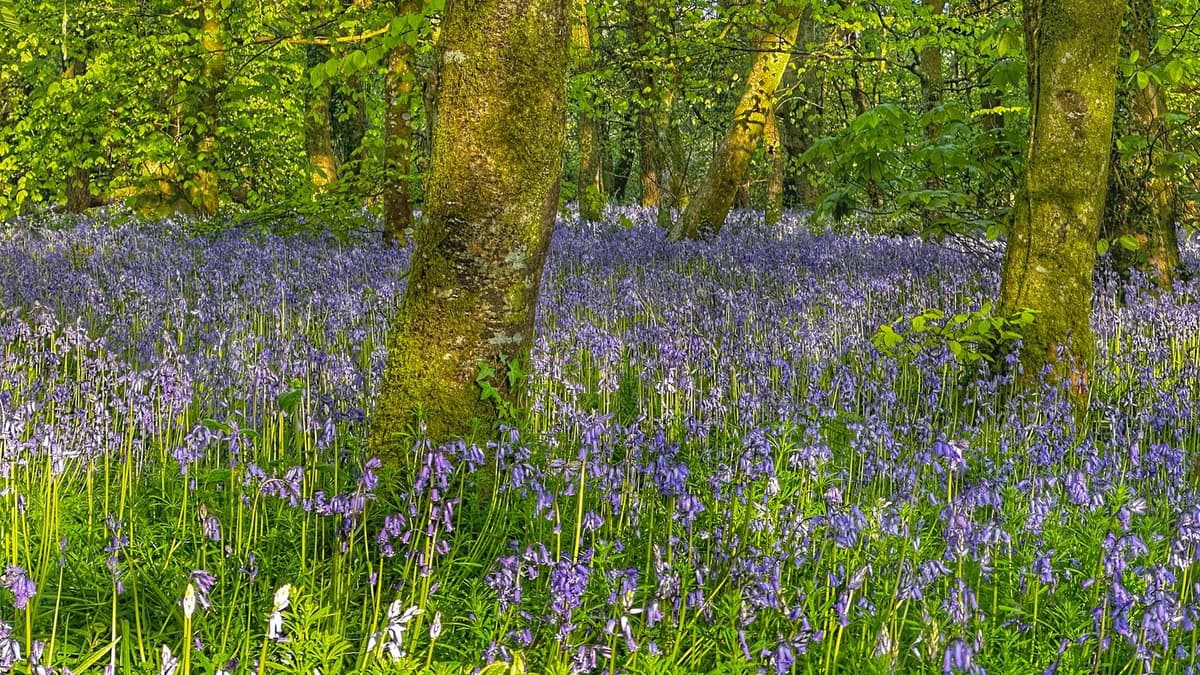 National Trust bluebells in the South West | cornish-times.co.uk