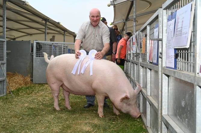 Royal Cornwall Show: Champion rosettes for local pigs | cornish-times.co.uk