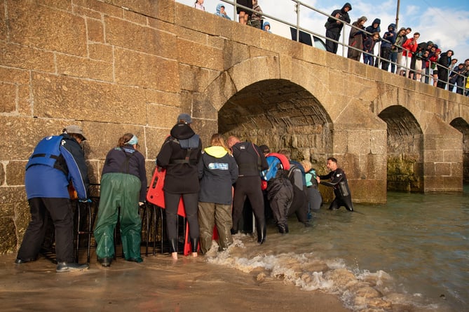 Rescuers have saved the life of a grey seal after a frisbee became ...