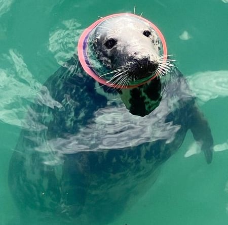 Rescuers have saved the life of a grey seal after a frisbee became ...