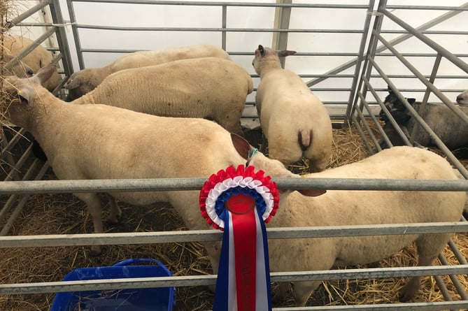 Liskeard & District Primestock Show 2023 | cornish-times.co.uk