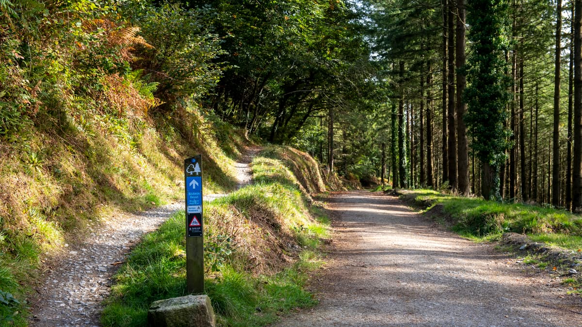 Discover Cornwall's enchanting conifer-lined woodland walks this ...