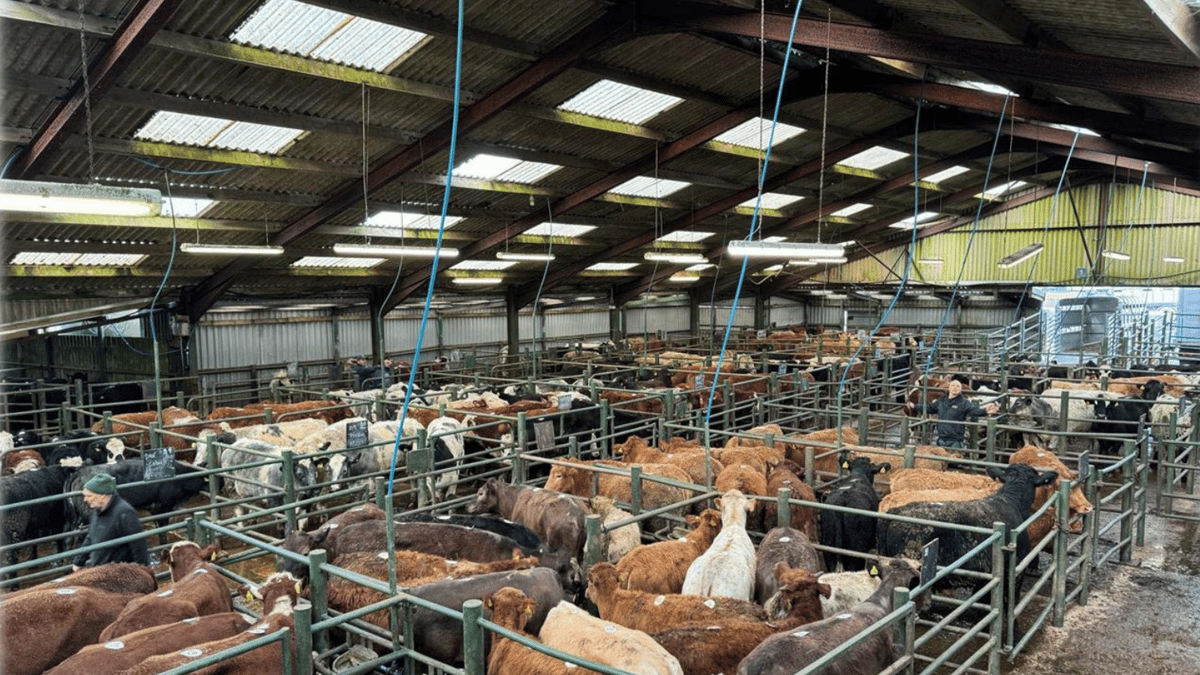 Hallworthy Livestock Market Report: Thursday, June 26 | cornish-times.co.uk