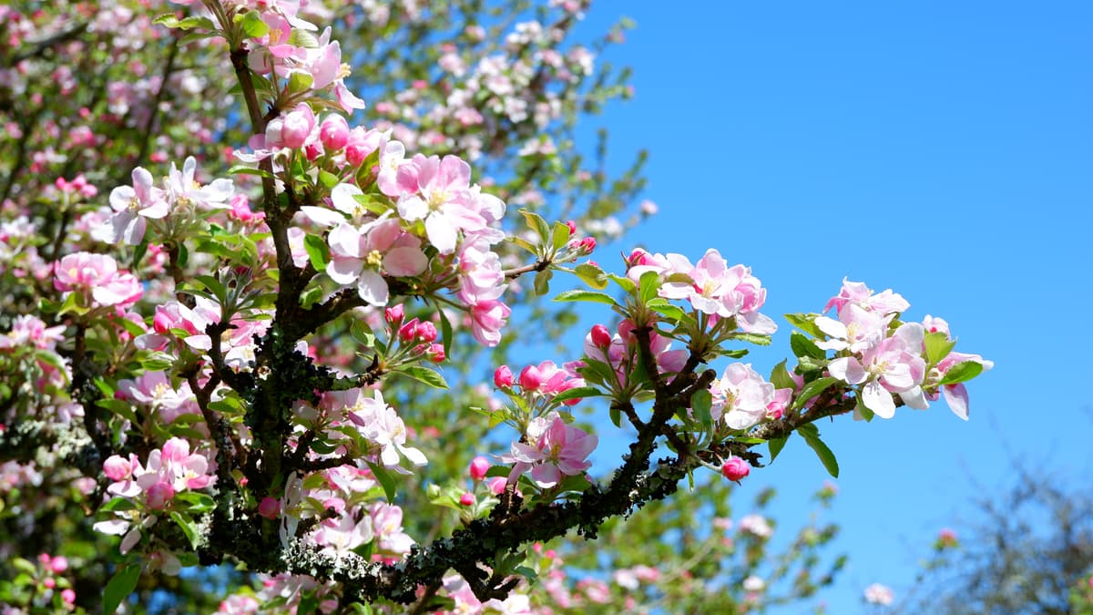 Tamar Valley celebrates the Festival of Blossom with National Trust ...