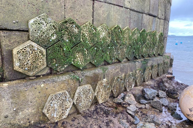 ‘Living Sea Walls’ boost marine life in harbours across Cornwall ...