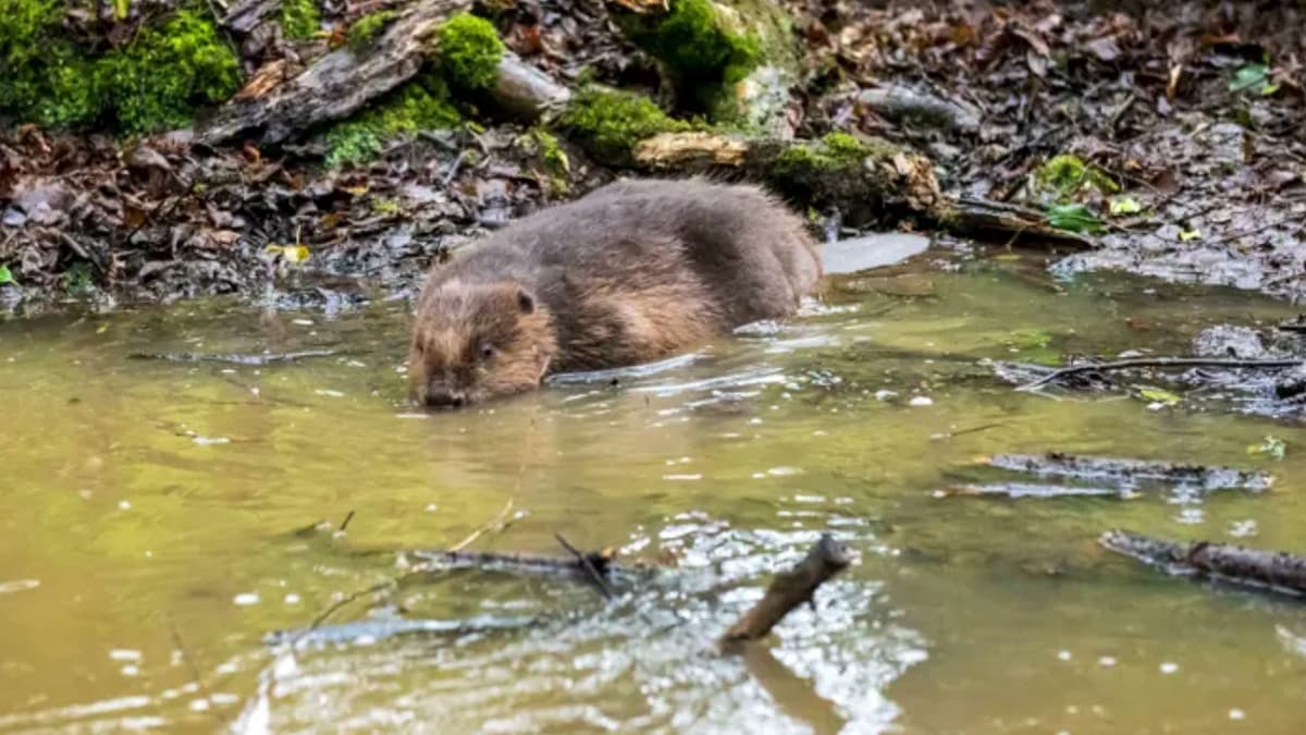 Double blow at Cornwall tourist attraction as jobs cut and beaver dies ...