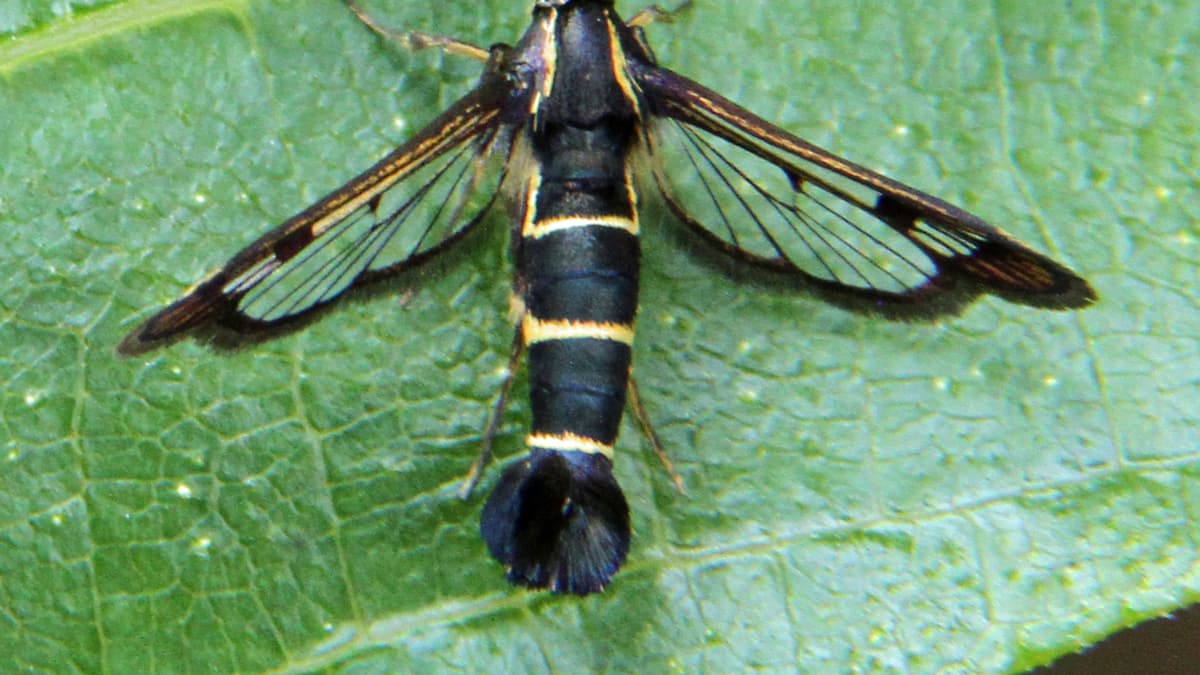 Naturewatch: Wild flowers are in full bloom | cornish-times.co.uk