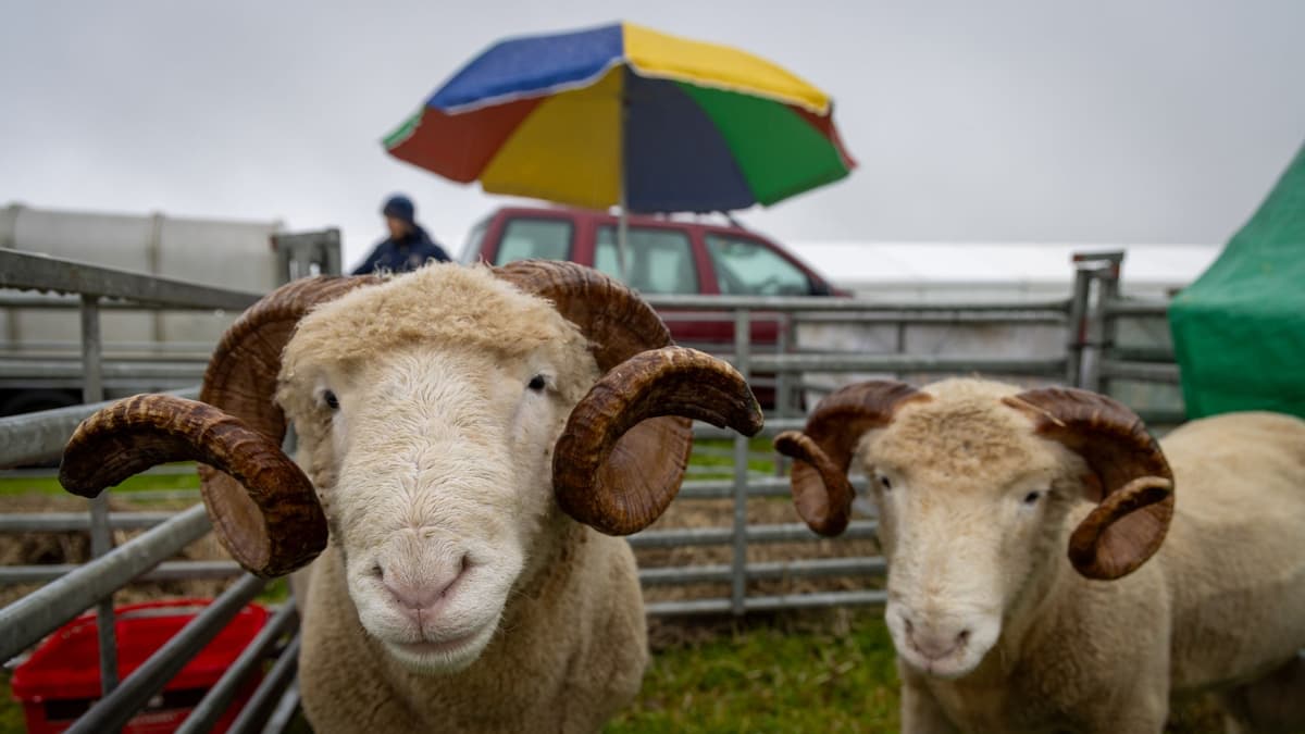 A traditional taste of rural life is returning to Stithians this month ...