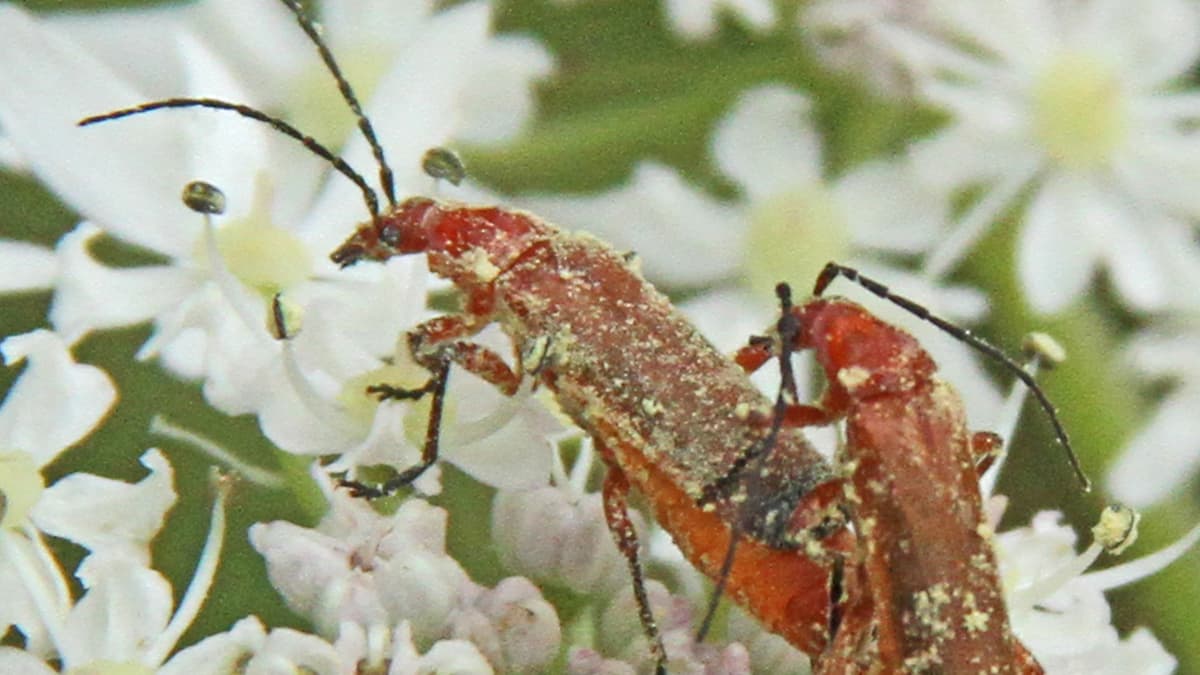Naturewatch with Ray Roberts: Invading Romans to thank for sweet ...