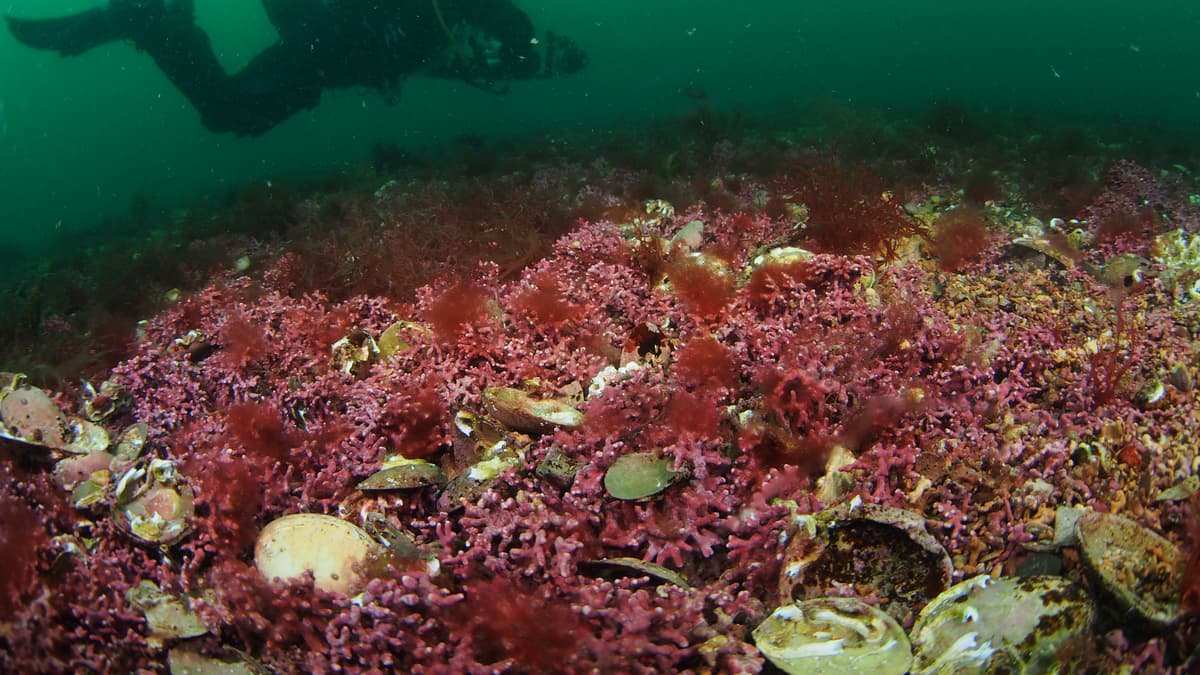 Tor to Shore: Cornwall's ambitious rewilding project unveiled | cornish ...