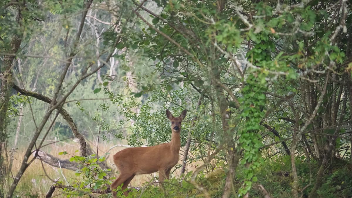 Major new wildlife project unveiled in Cornwall | cornish-times.co.uk
