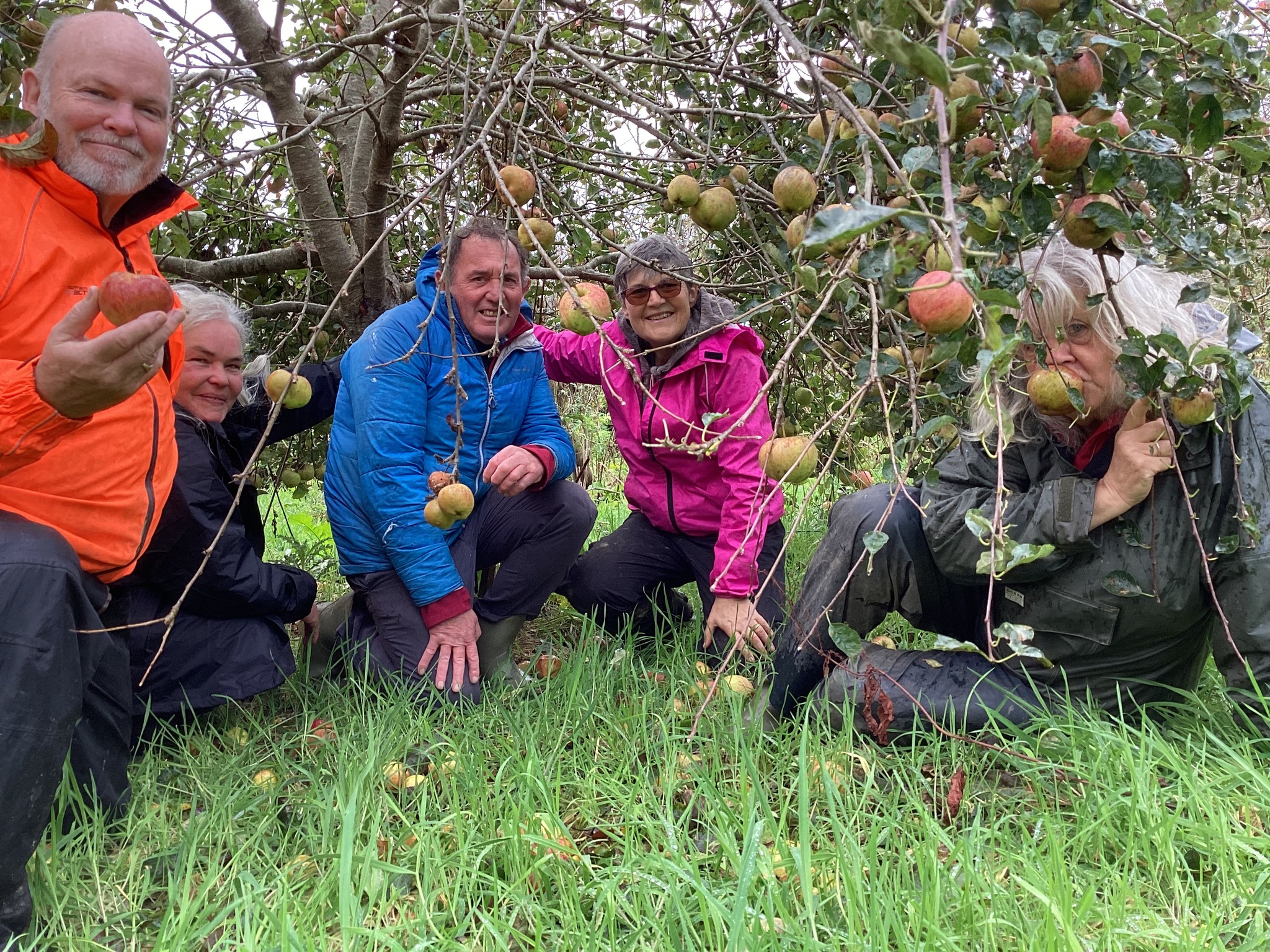 Cornwall Gleaning project seeks surplus apples | cornish-times.co.uk