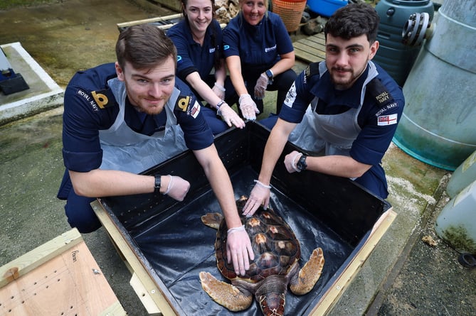 Royal Navy returns rare turtles to original habitat | cornish-times.co.uk