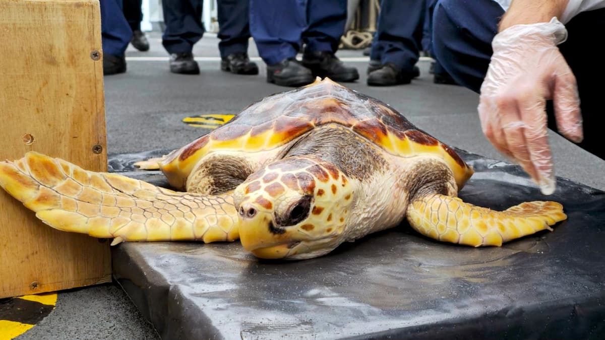 Royal Navy returns rare turtles to original habitat | cornish-times.co.uk