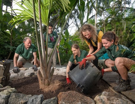 Critically endangered palm becomes rarest plant in Eden Project’s ...