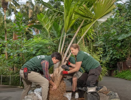 Critically endangered palm becomes rarest plant in Eden Project’s ...