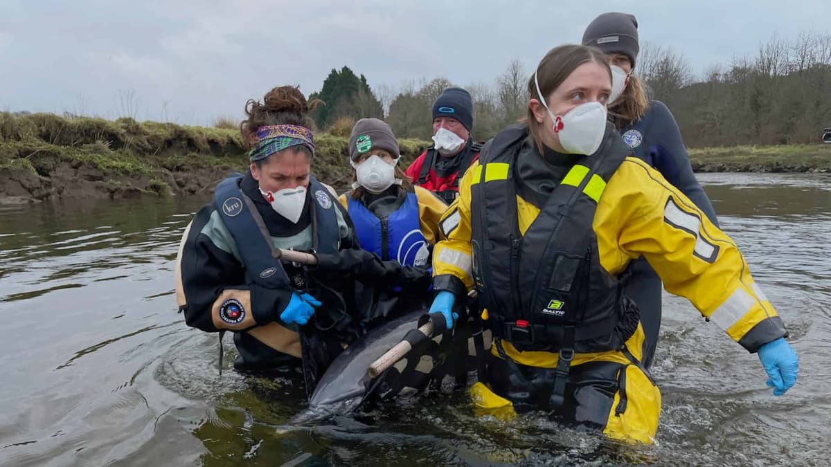 Stranded dolphin successfully rescued from the River Fowey | cornish-times.co.uk