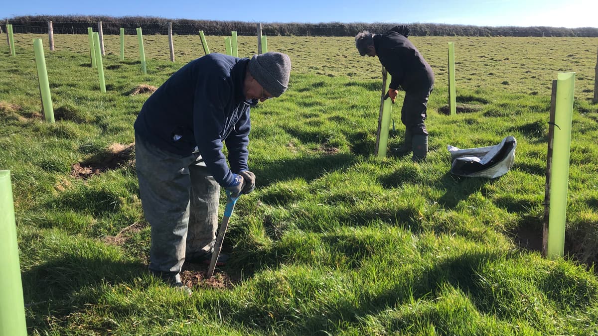 Volunteers help plant 40,000 trees in National Trust project in ... Volunteers help plant 40,000 trees in National Trust project in ...