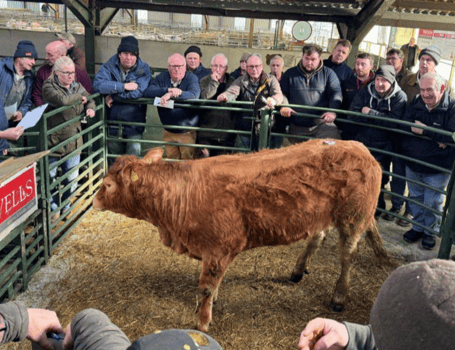 Hallworthy Livestock Market Report: Thursday, February 27 | cornish ...