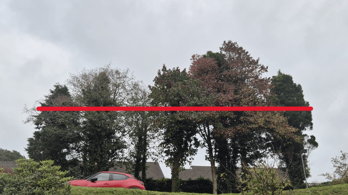 Planning: Council refuse plans to reduce height of protected trees ...