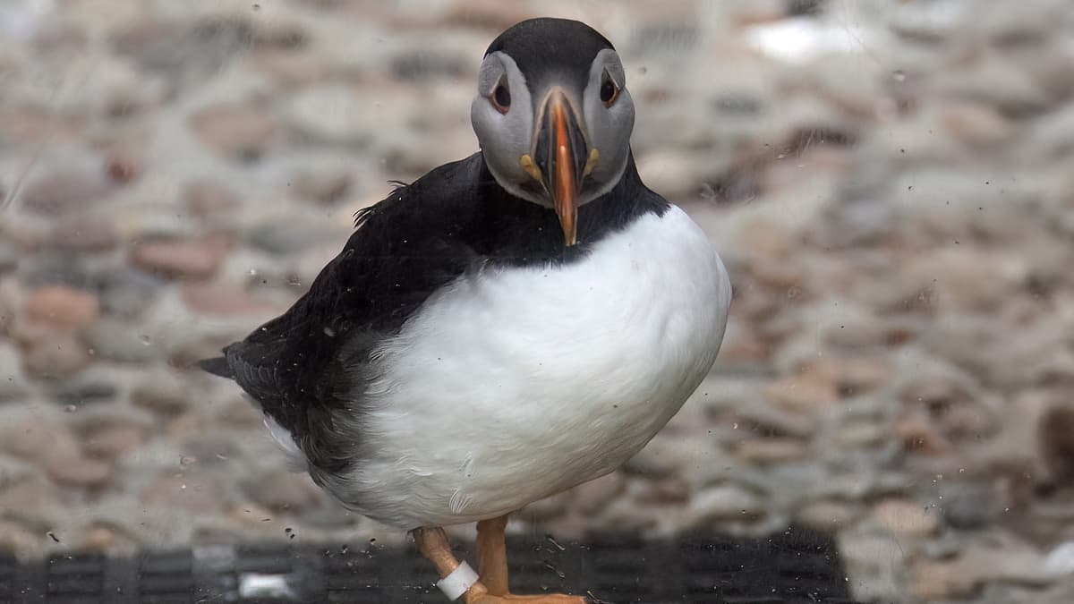 A rare glimpse of winter puffin plumage at the Cornish Seal Sanctuary ...