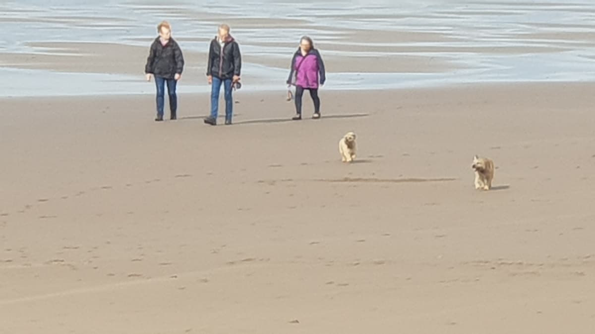 People invited to have say on when dogs are on allowed Cornwall’s ...
