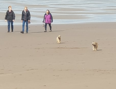 People invited to have say on when dogs are on allowed Cornwall’s ...