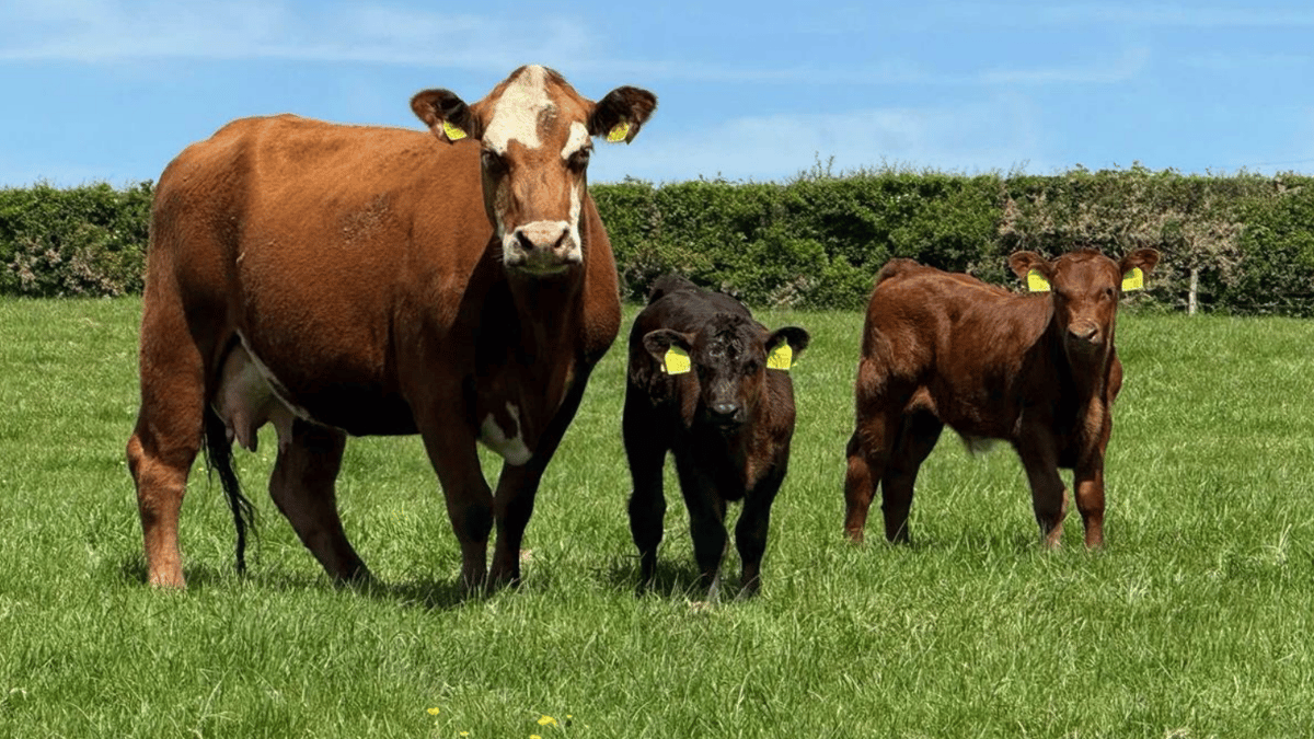 Hallworthy Livestock Market Report: Thursday, May 22 | cornish-times.co.uk