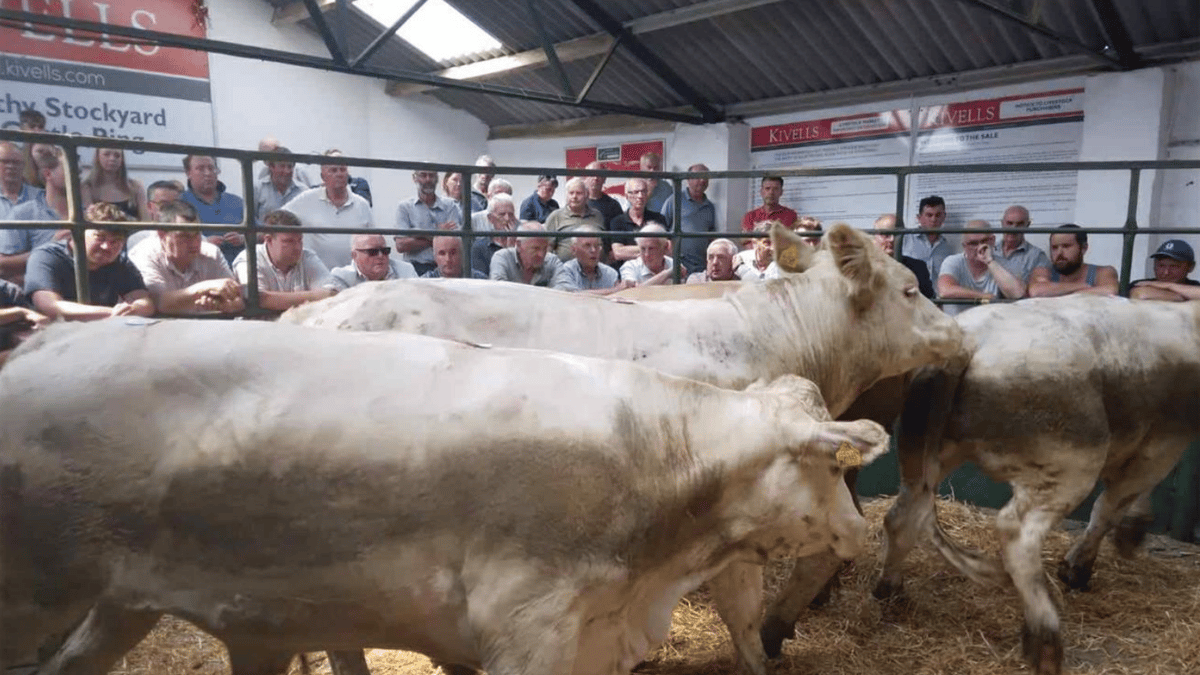 Hallworthy Livestock Market Report: Thursday, June 19 | cornish-times.co.uk