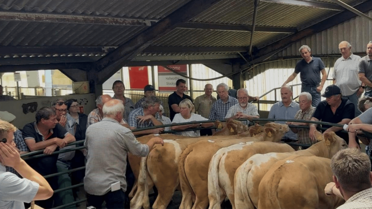 Hallworthy Livestock Market Report: Thursday, July 10 | cornish-times.co.uk