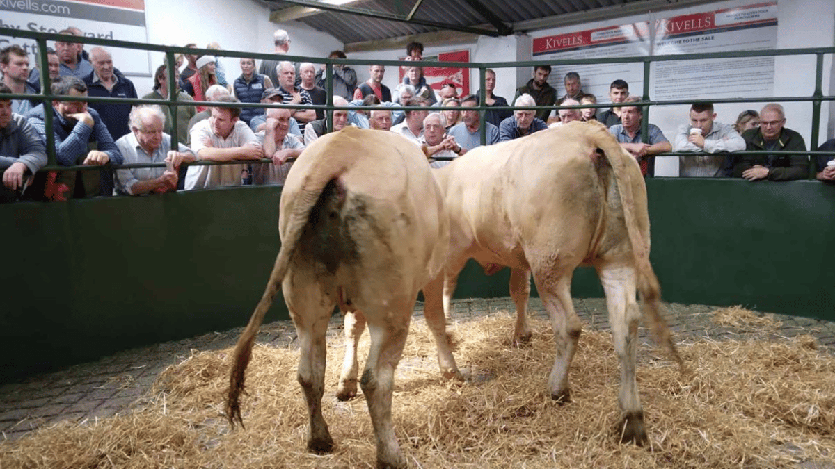 Hallworthy Livestock Market Report: Thursday, July 24 | cornish-times.co.uk