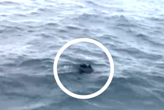 Footage of injured dolphins off Cornwall leads to call for water users ...